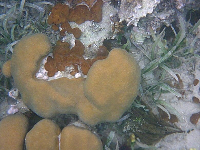 Labadee Snorkel Safari Review: Snorkeling in Haiti