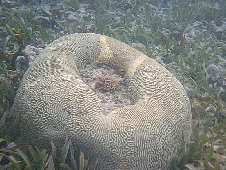 Labadee Snorkel Safari Review: Snorkeling in Haiti