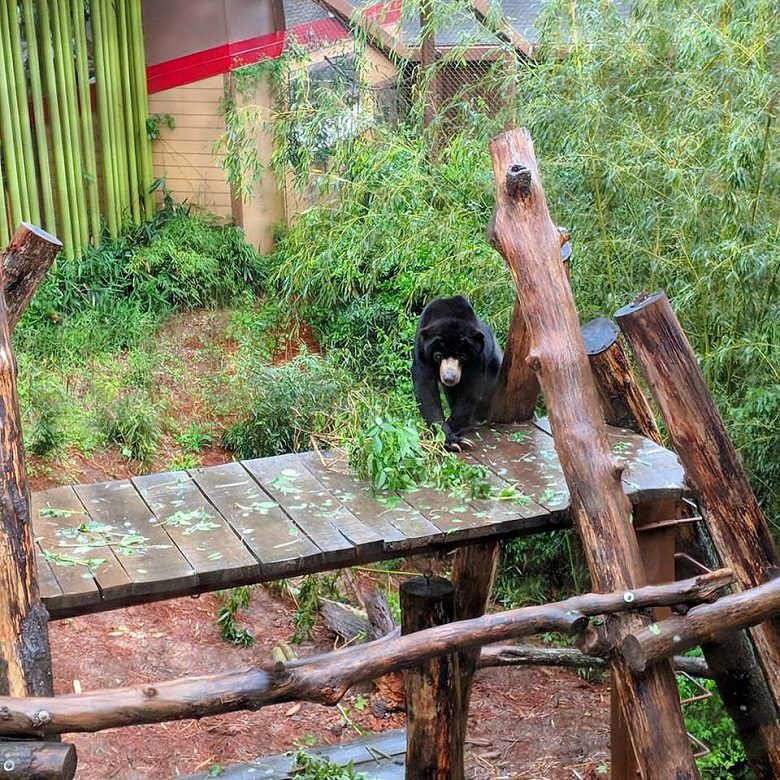 Visiting Zoo Atlanta on a Rainy Day