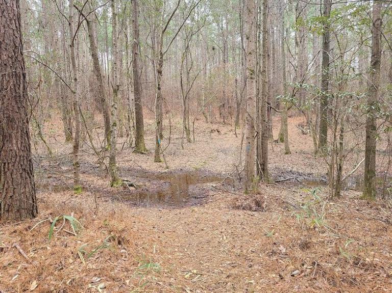 Hiking the Wild Turkey Trail | Georgia Hikes