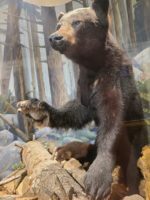 Hiking the Mount Mitchell Summit Trail | North Carolina Hikes