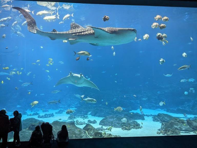 A Weekend in Atlanta with the Atlanta CityPASS: Itinerary