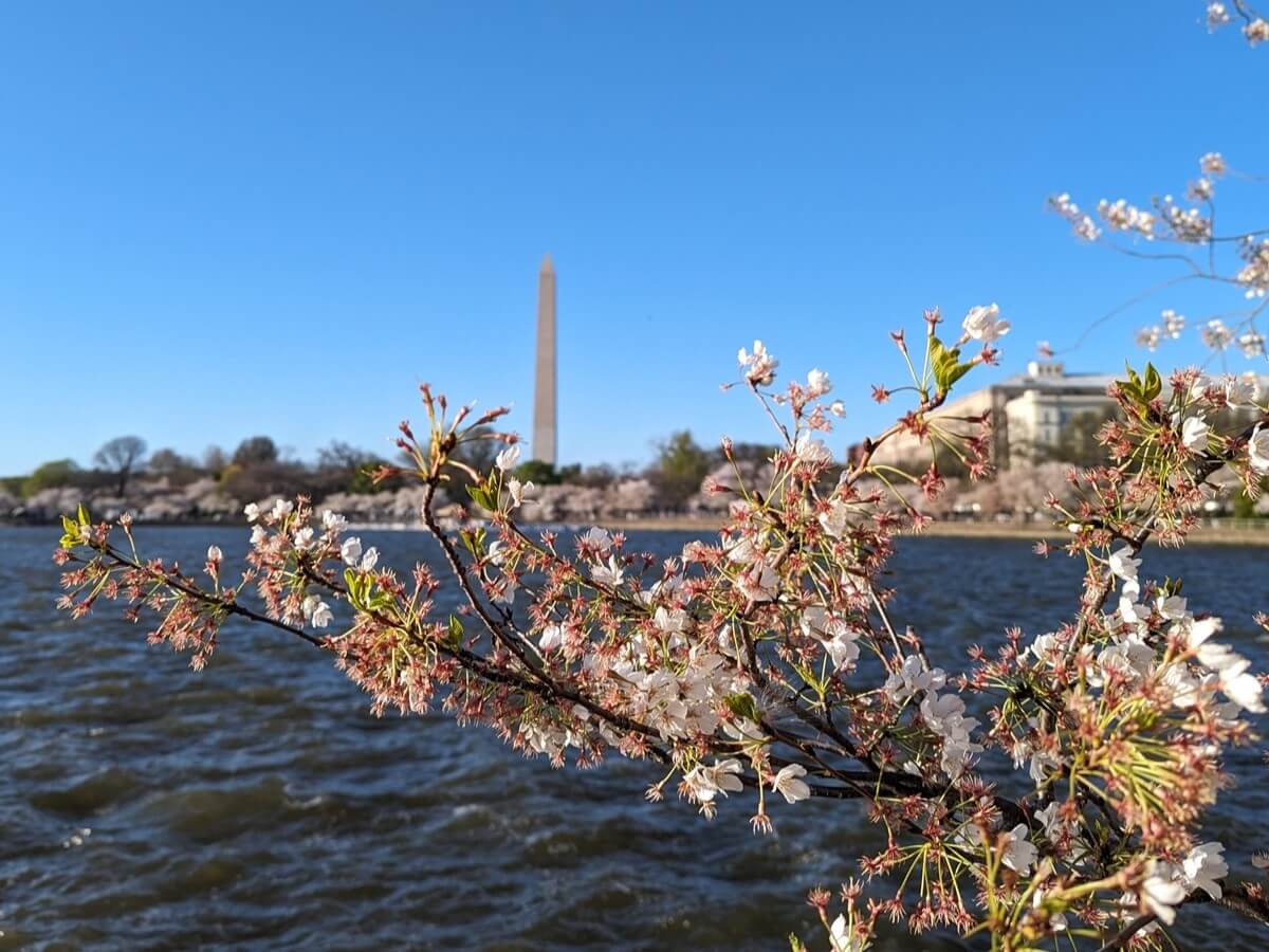Where to See Cherry Blossoms in Washington DC