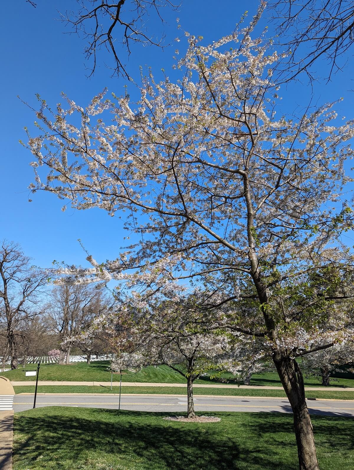 Where to See Cherry Blossoms in Washington DC