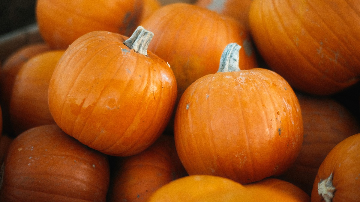 14 Fun Pumpkin Patches in Atlanta, Georgia