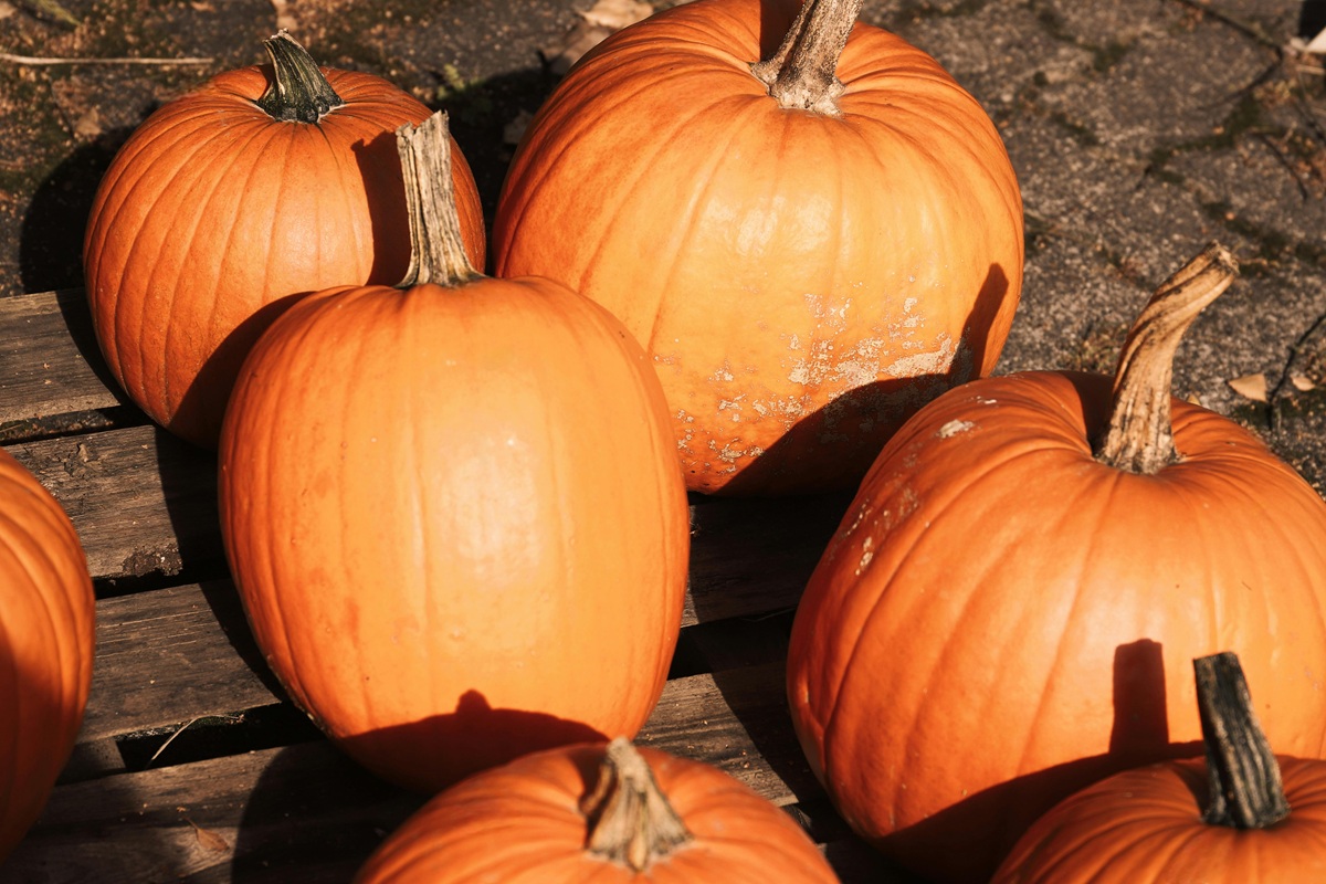 14 Fun Pumpkin Patches in Atlanta, Georgia