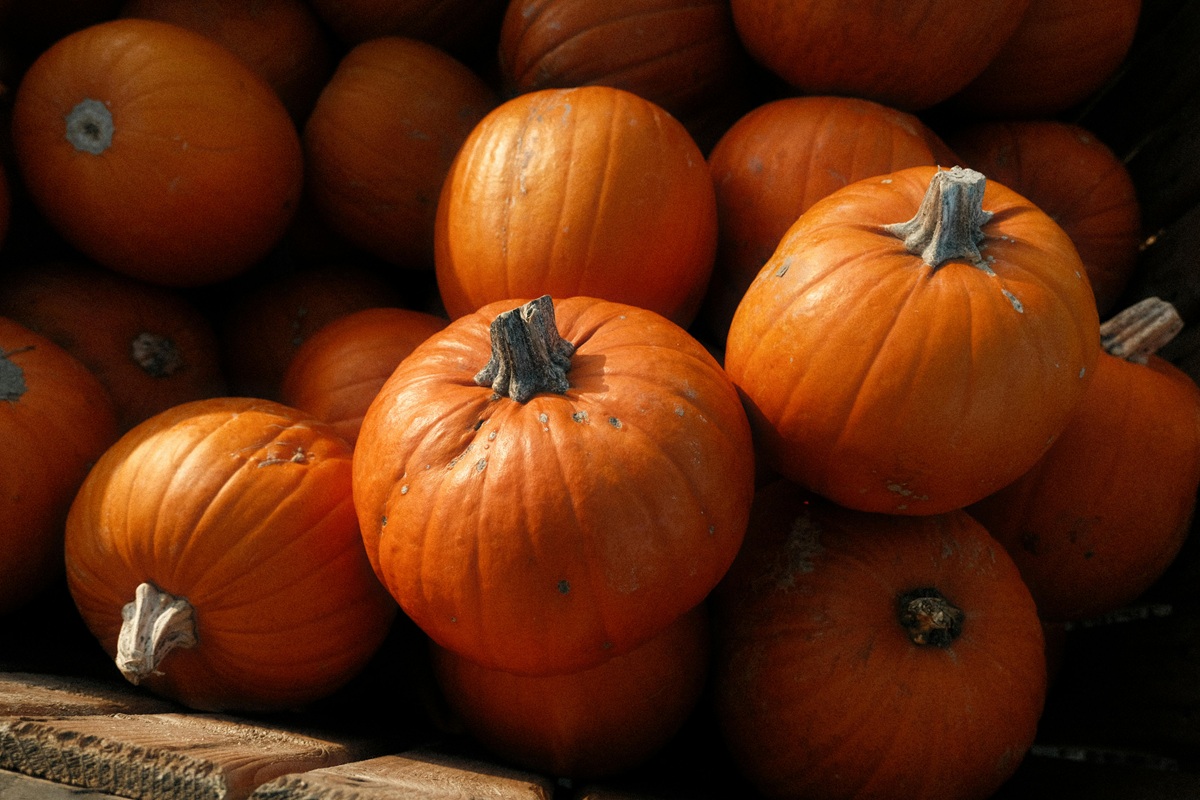 14 Fun Pumpkin Patches in Atlanta, Georgia