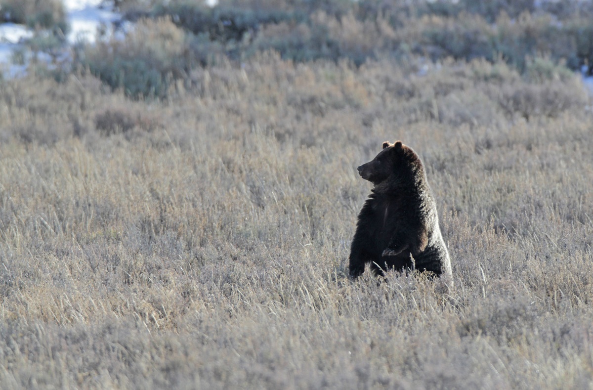 Where to See Bears in Yellowstone National Park